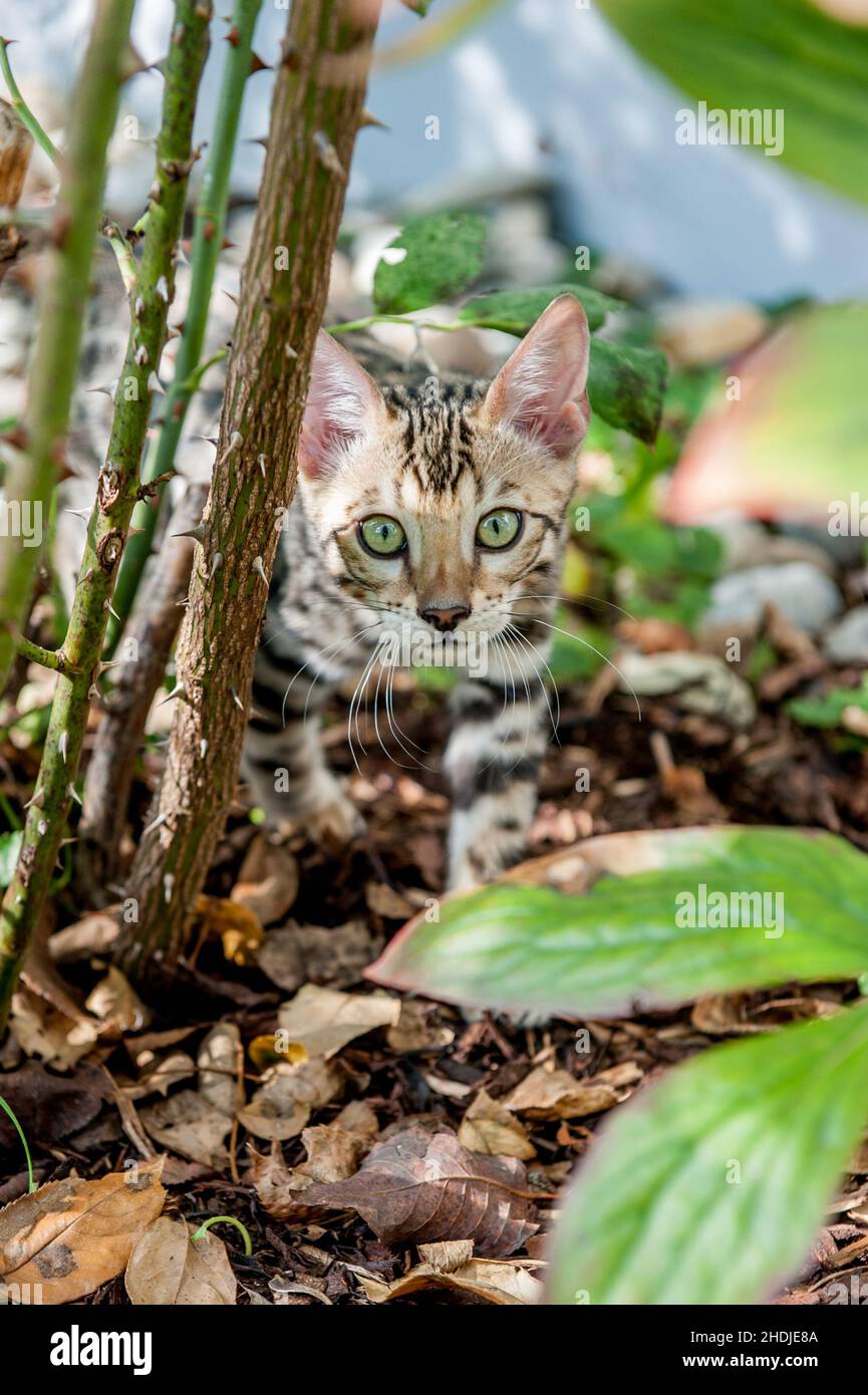 leopard cat, leopard cats Stock Photo - Alamy