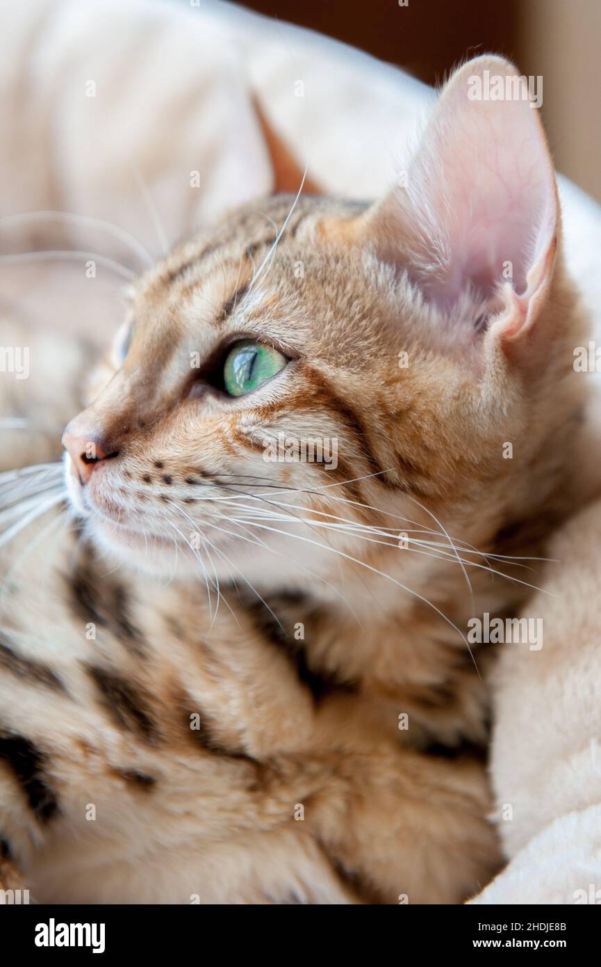 leopard cat, leopard cats Stock Photo - Alamy