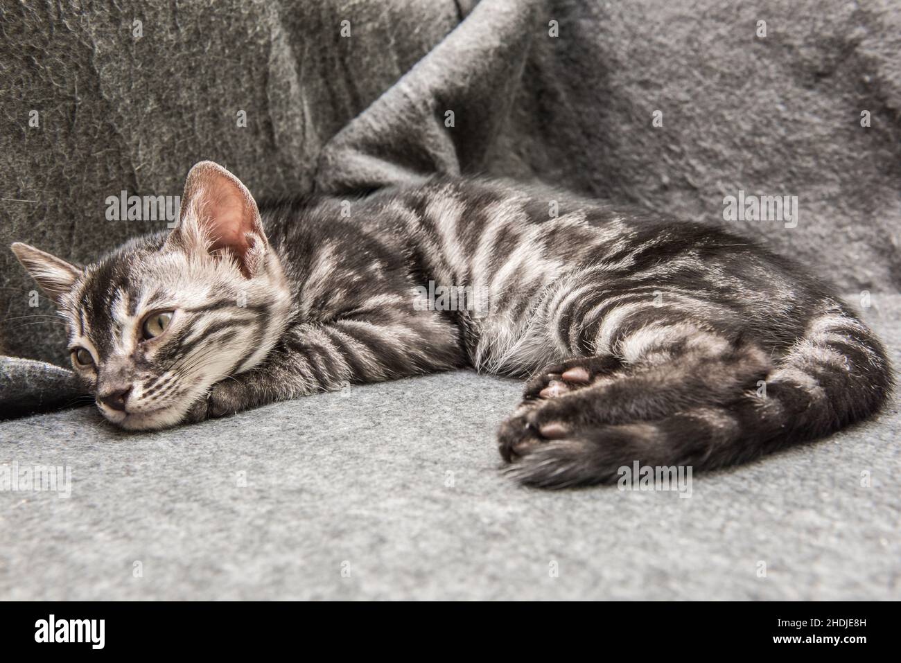 cat, leopard cat, cats, leopard cats Stock Photo - Alamy