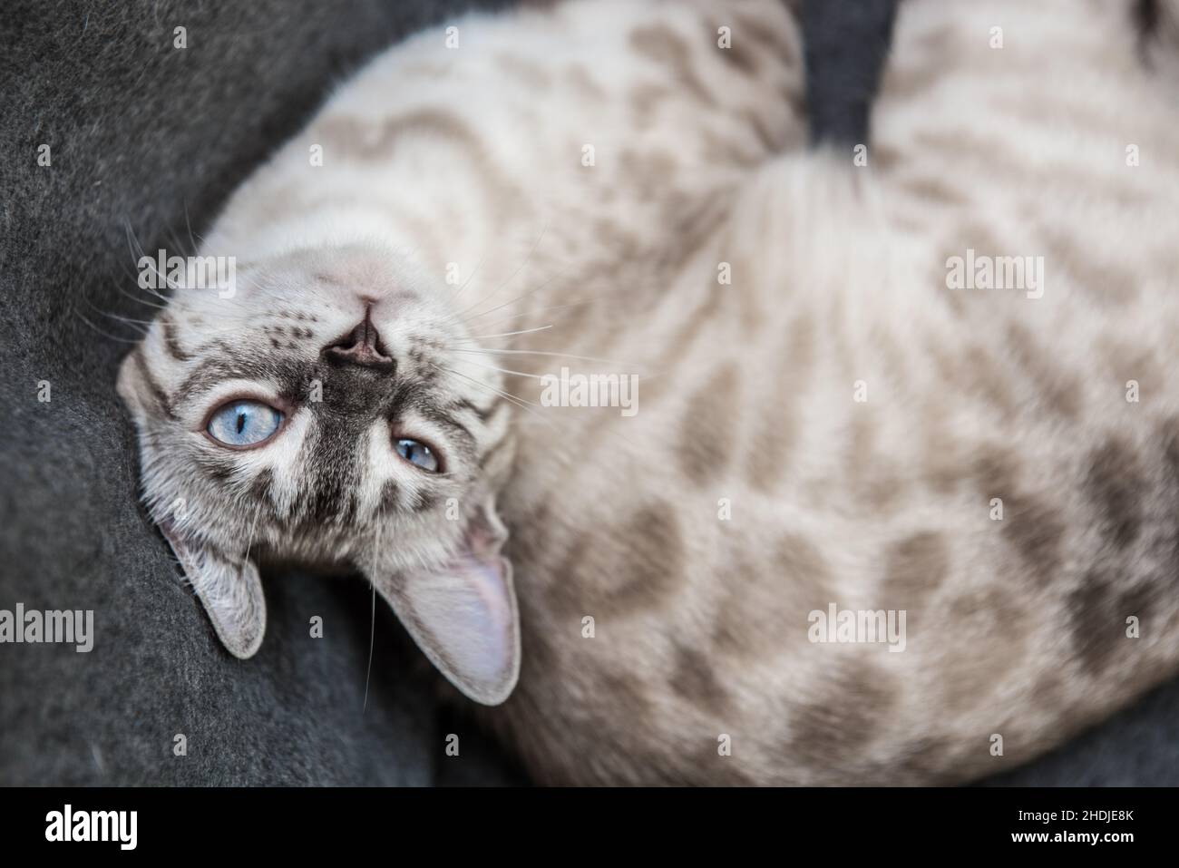 cat, leopard cat, cats, leopard cats Stock Photo - Alamy