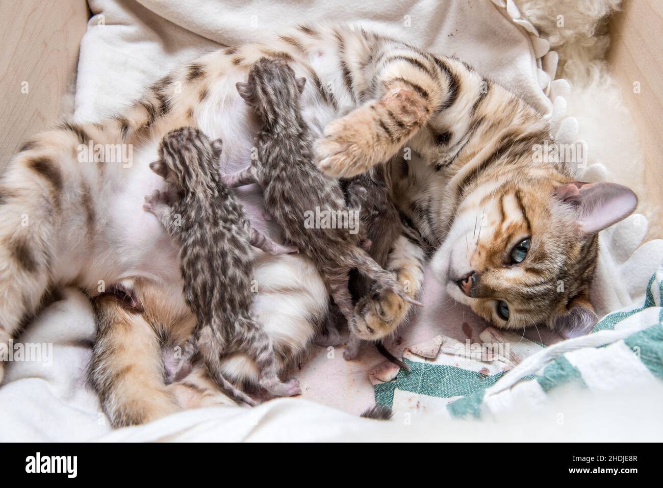 cat, mother cat, kittens, cats Stock Photo - Alamy