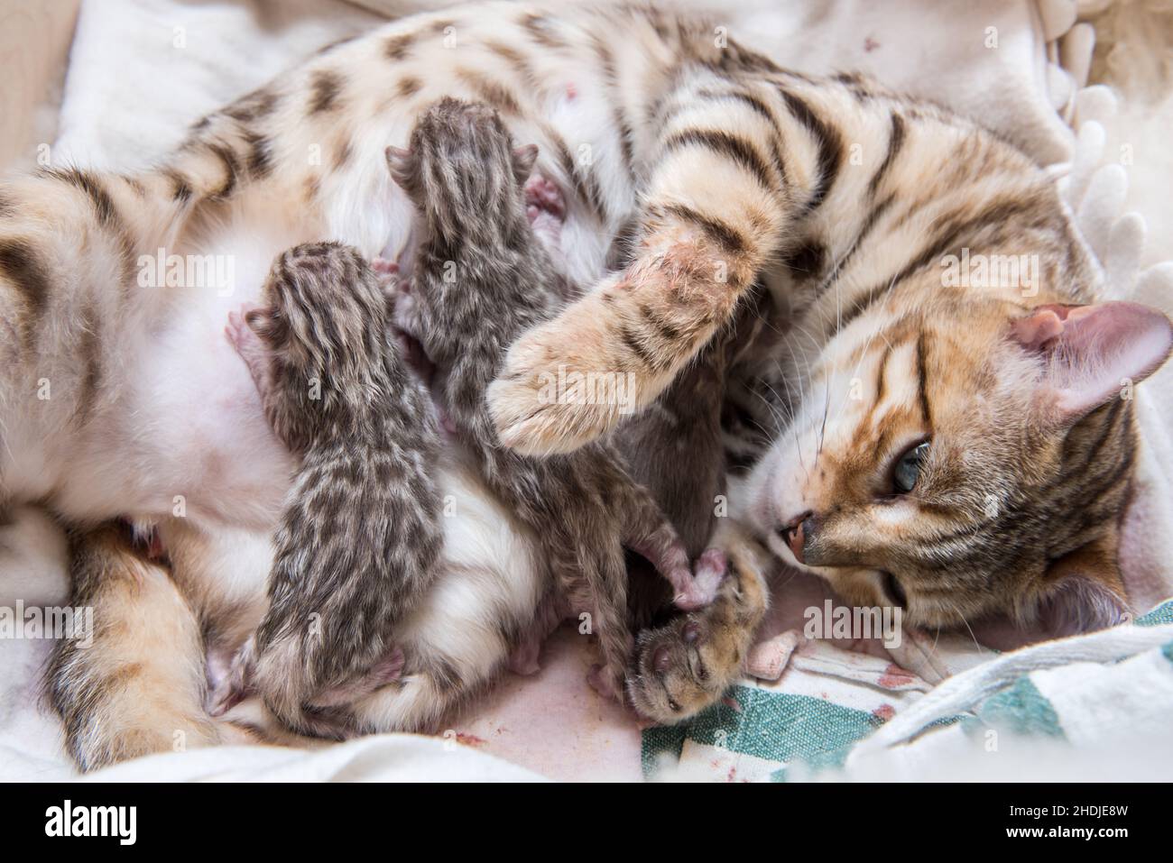 cat, mother cat, kittens, cats Stock Photo - Alamy