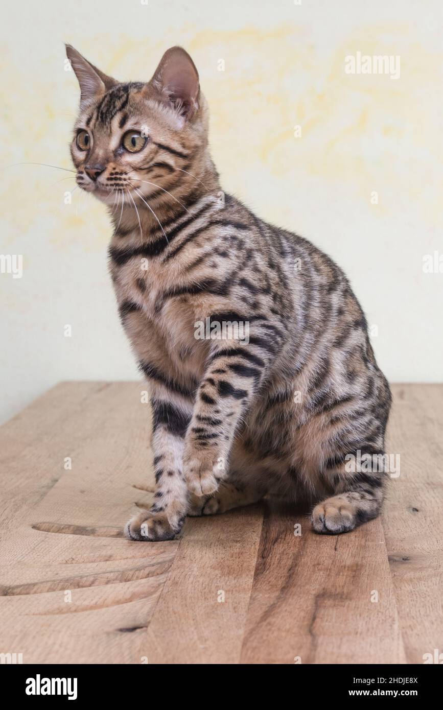 cat, leopard cat, cats, leopard cats Stock Photo - Alamy