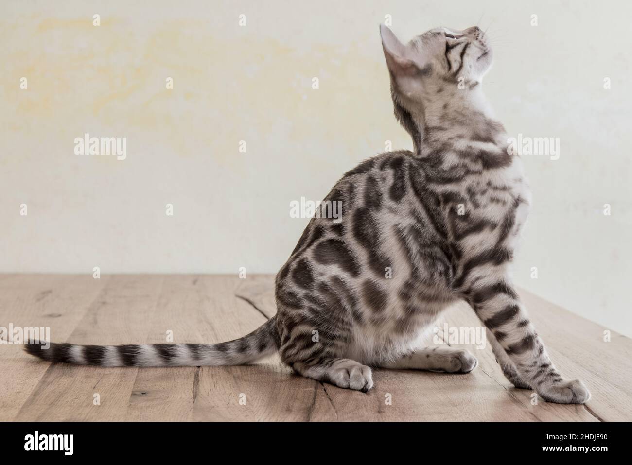 cat, leopard cat, cats, leopard cats Stock Photo - Alamy