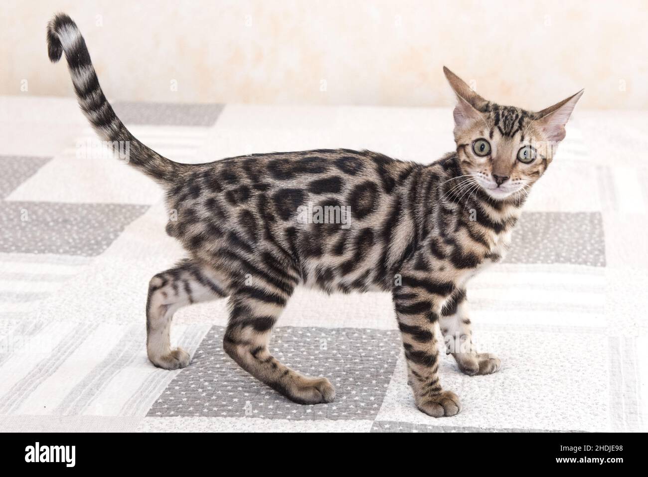 cat, leopard cat, cats, leopard cats Stock Photo - Alamy