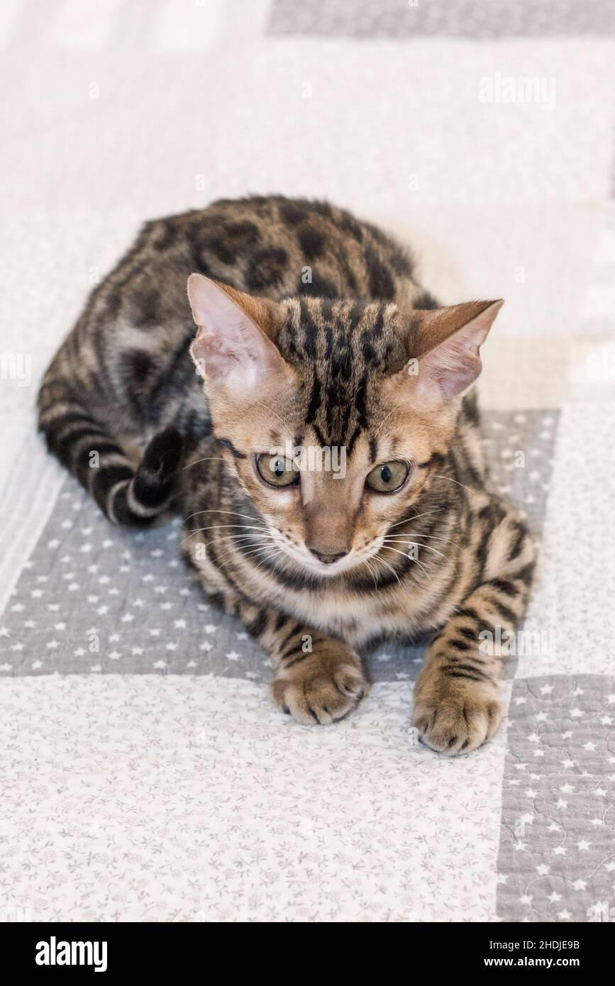 cat, leopard cat, cats, leopard cats Stock Photo - Alamy