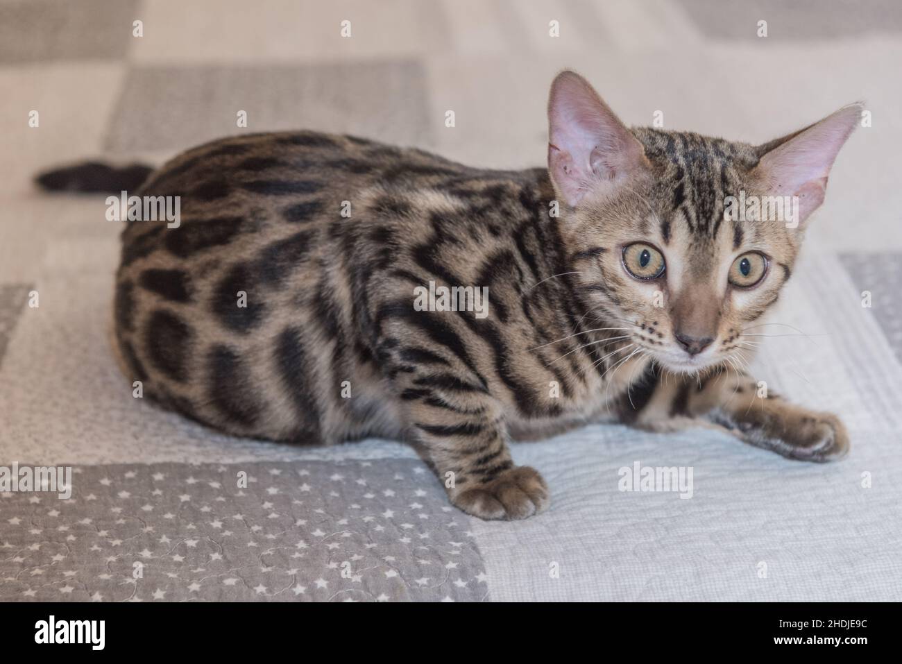 cat, leopard cat, cats, leopard cats Stock Photo - Alamy