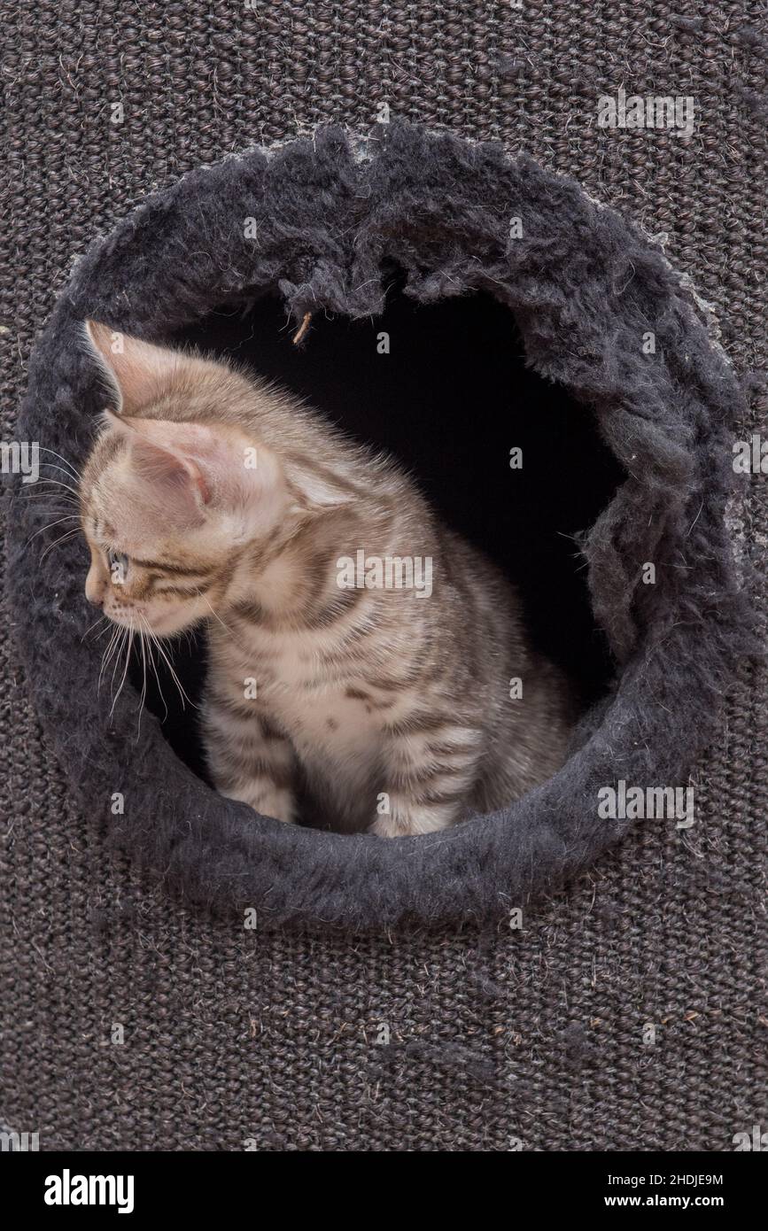 kittens, leopard cat, kitten, leopard cats Stock Photo - Alamy