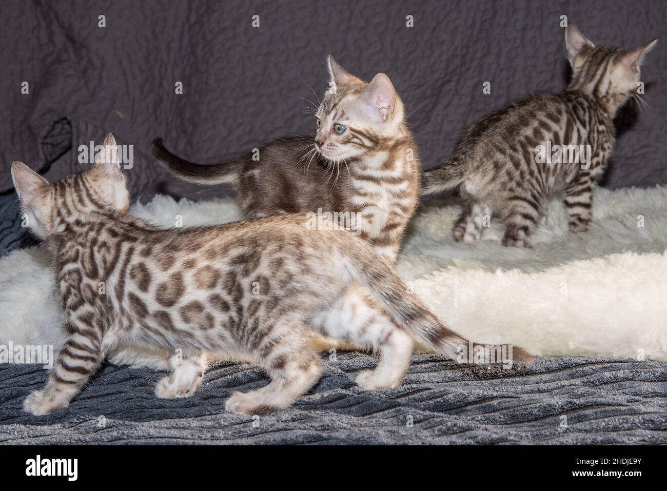 kittens, leopard cat, kitten, leopard cats Stock Photo - Alamy