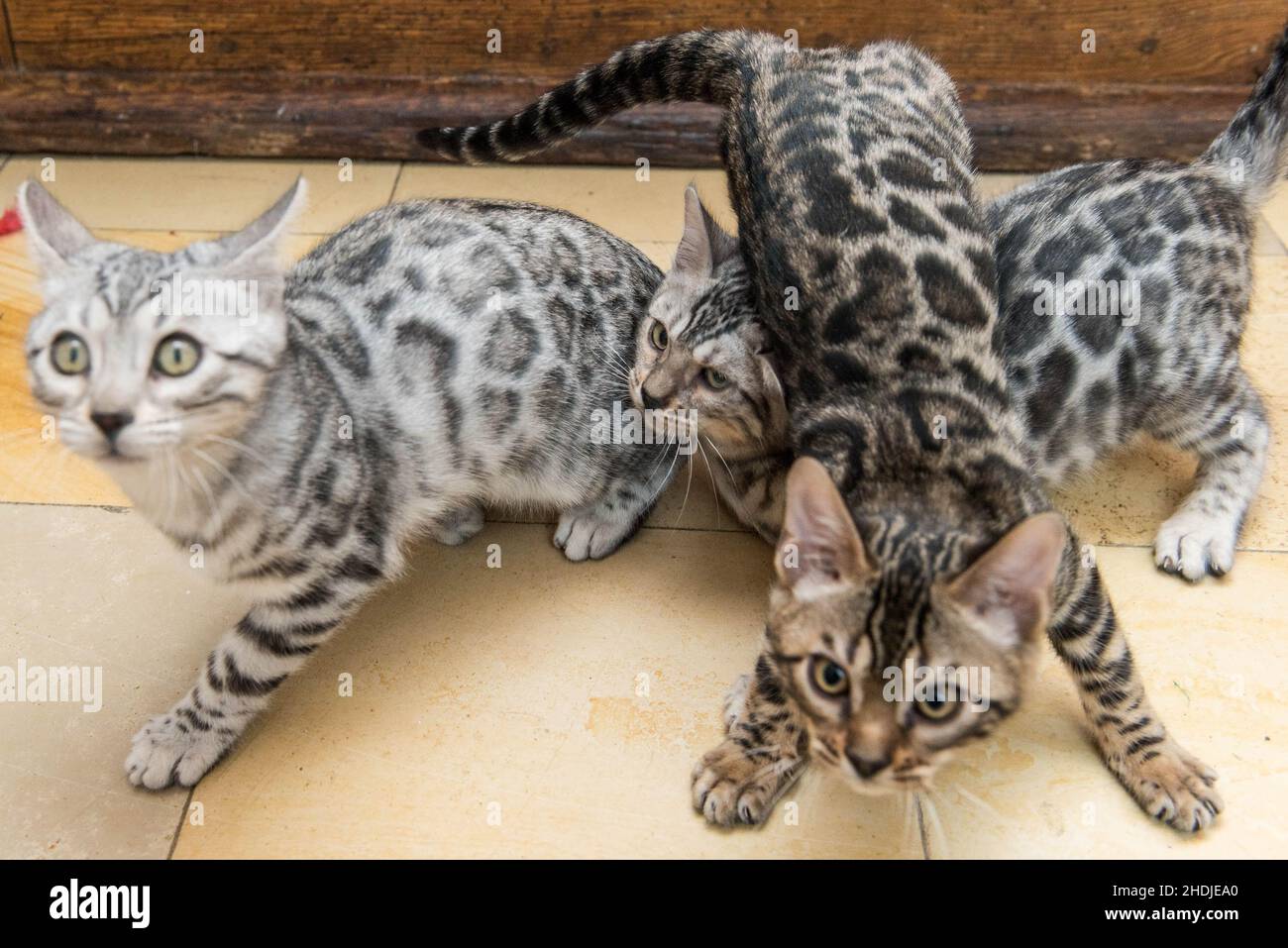 Cat with 3 colors hi-res stock photography and images - Alamy