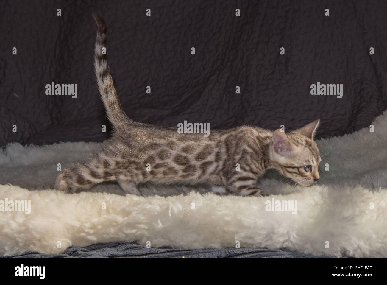 cat, leopard cat, cats, leopard cats Stock Photo - Alamy