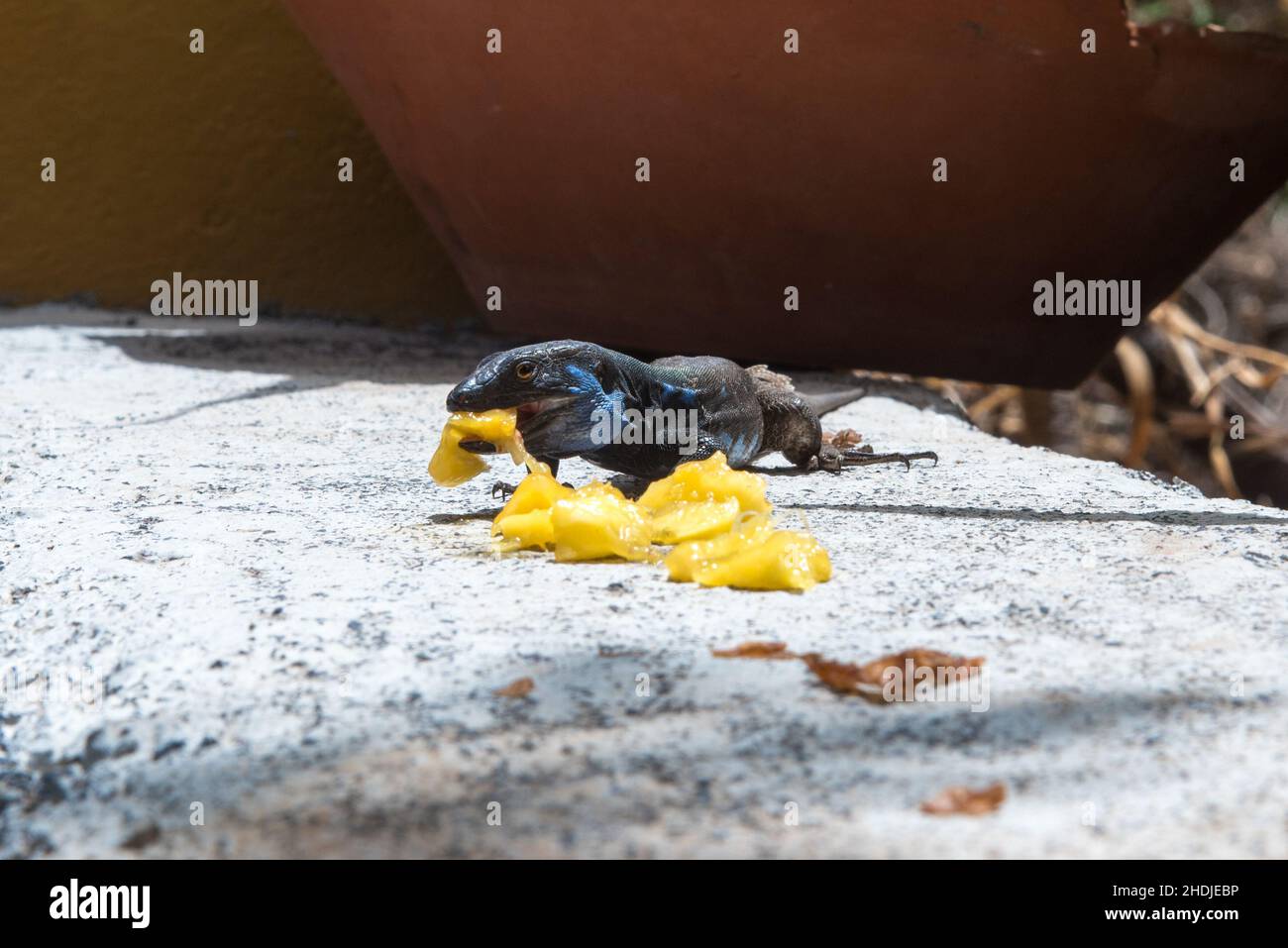 feeding, gecko, feed, feedings, geckos Stock Photo - Alamy