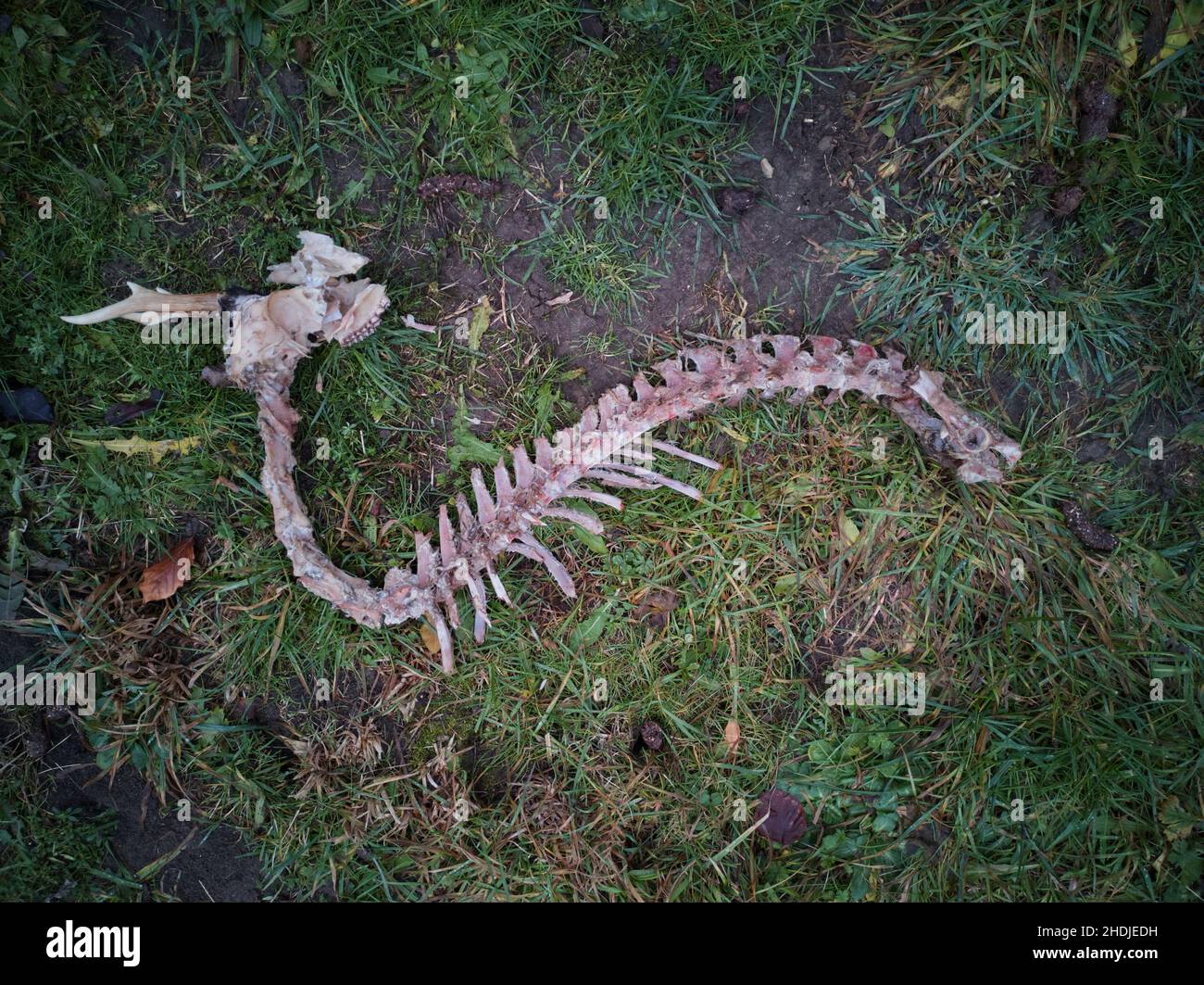 deer, skeleton, deers, roe deer, stag, skeletons Stock Photo - Alamy