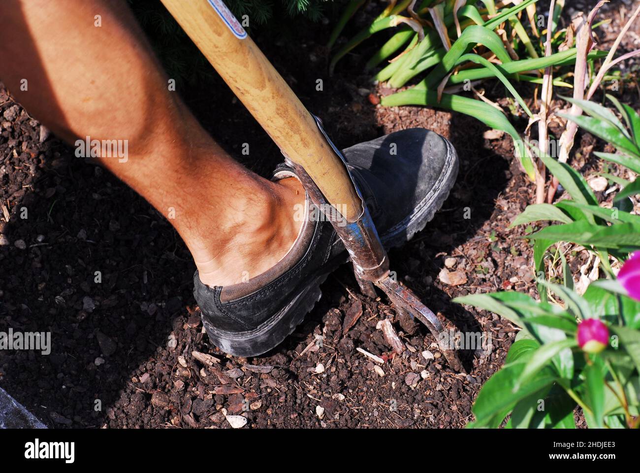 gardening, hoeing, rake, plant care, tending of plants, rakes Stock ...