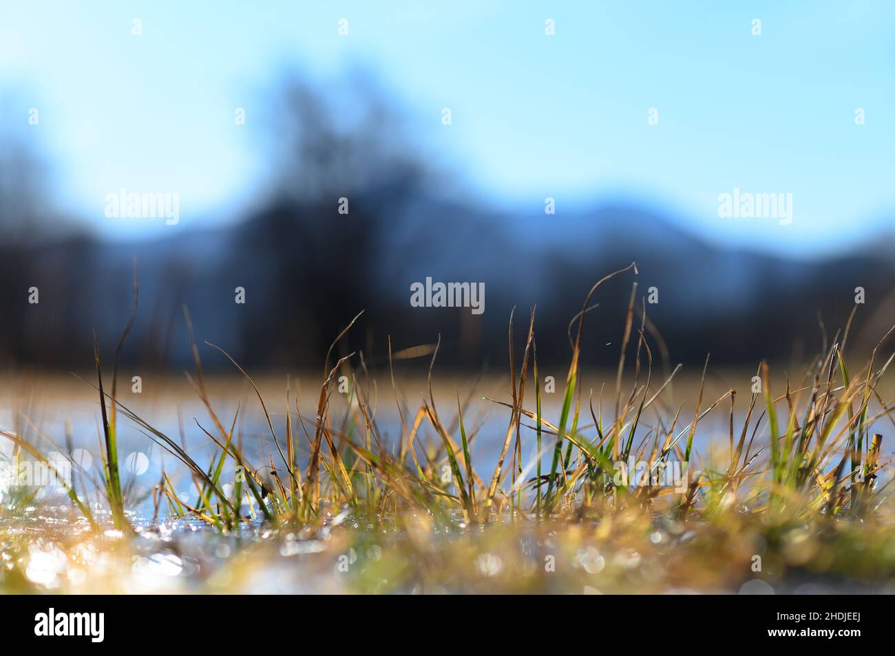 Grass Ice clear frosty Winter Landscape Stock Photo - Alamy