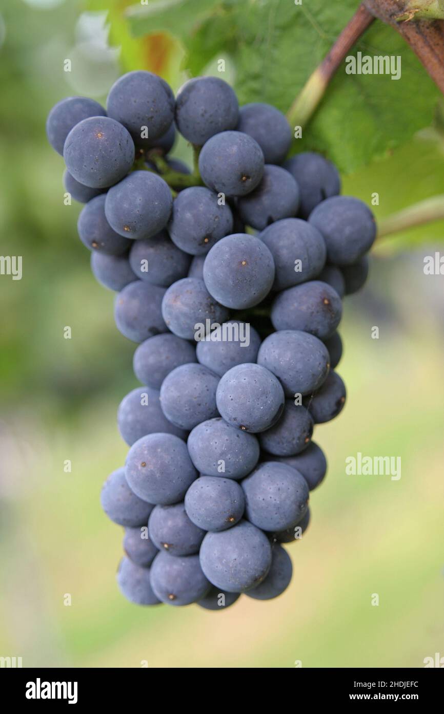 grape, red grapes, grapes, red grape Stock Photo - Alamy