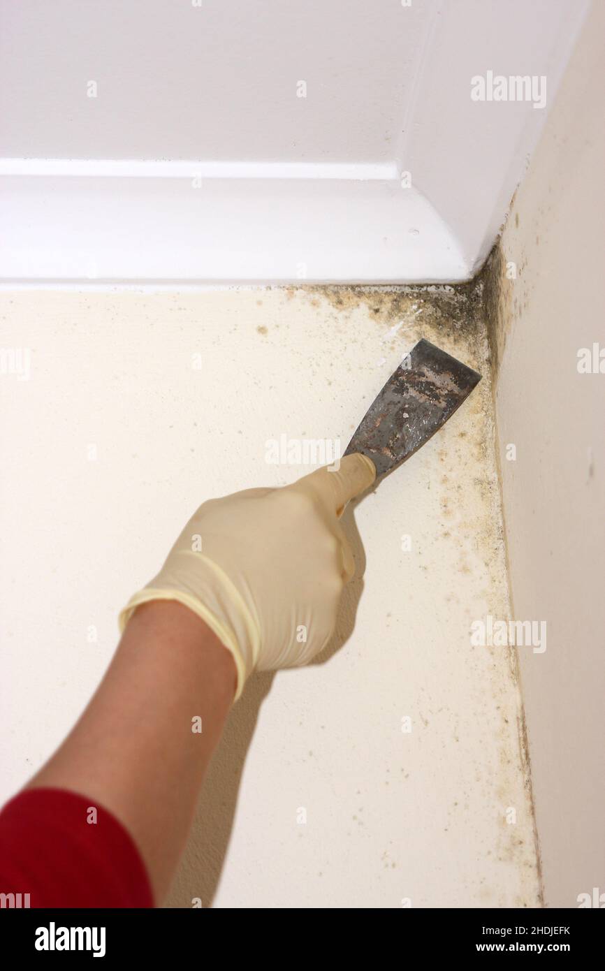 Removing mildew hi-res stock photography and images - Alamy