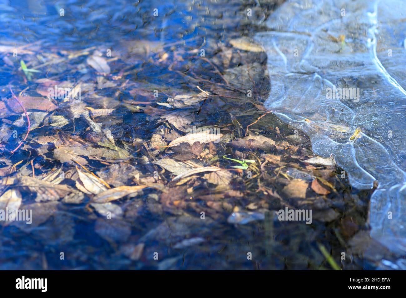 Grass Ice clear frosty Winter Landscape Stock Photo - Alamy