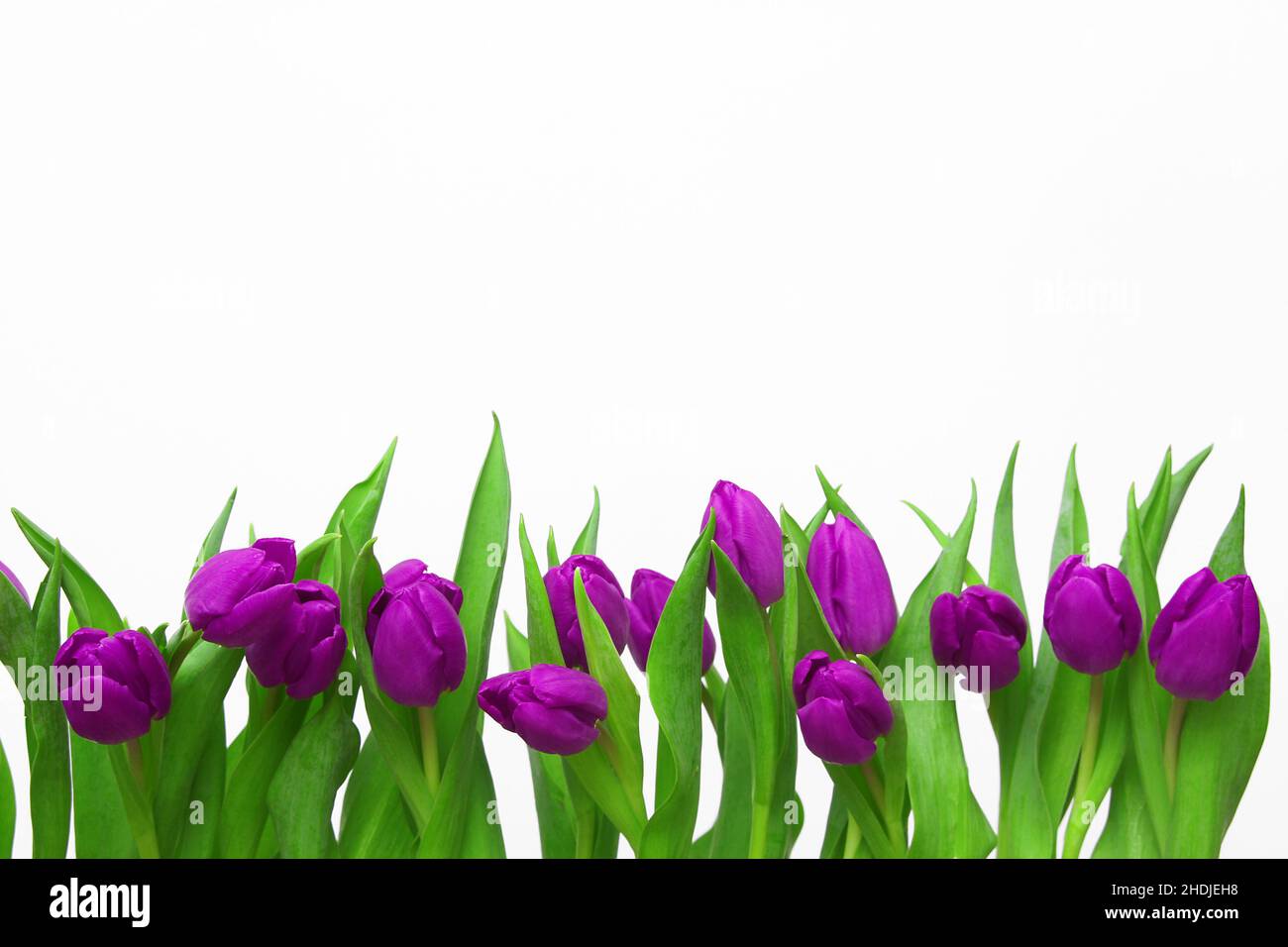 Rows of cut tulips hi-res stock photography and images - Alamy