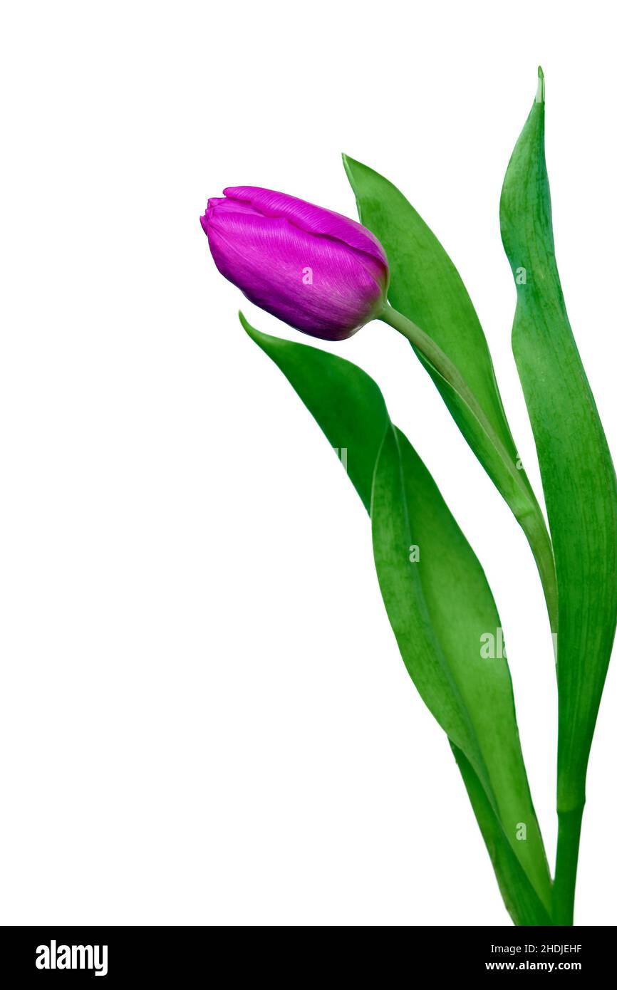 Spring tulip one blossom hi-res stock photography and images - Alamy
