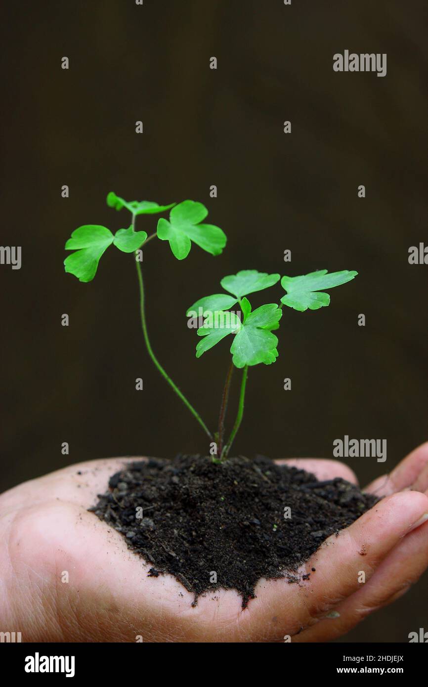 growth, hand, seedling, growths, rise, hands, sapling, seedlings Stock ...
