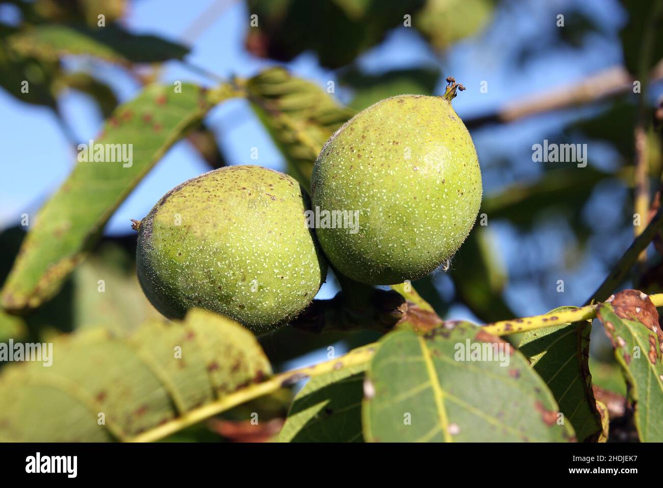 Walnut walnut hi-res stock photography and images - Alamy