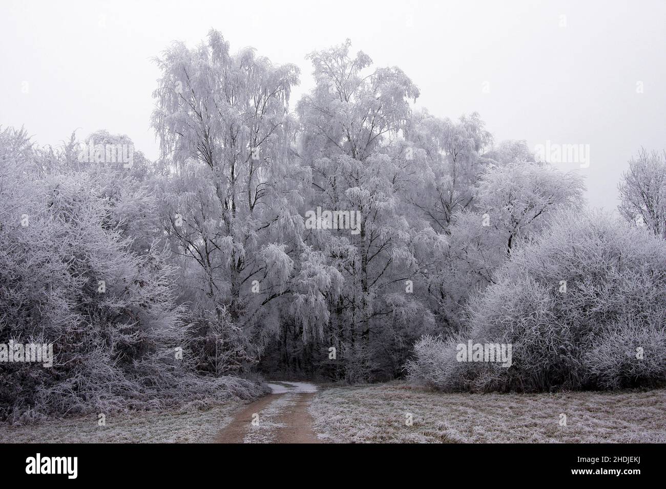Nature in winter time hi-res stock photography and images - Alamy
