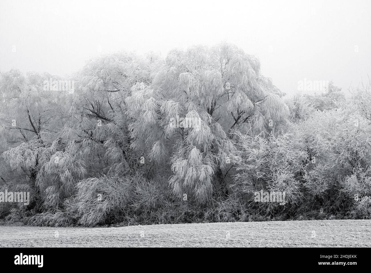 frost, rime, frosts, rimes Stock Photo - Alamy