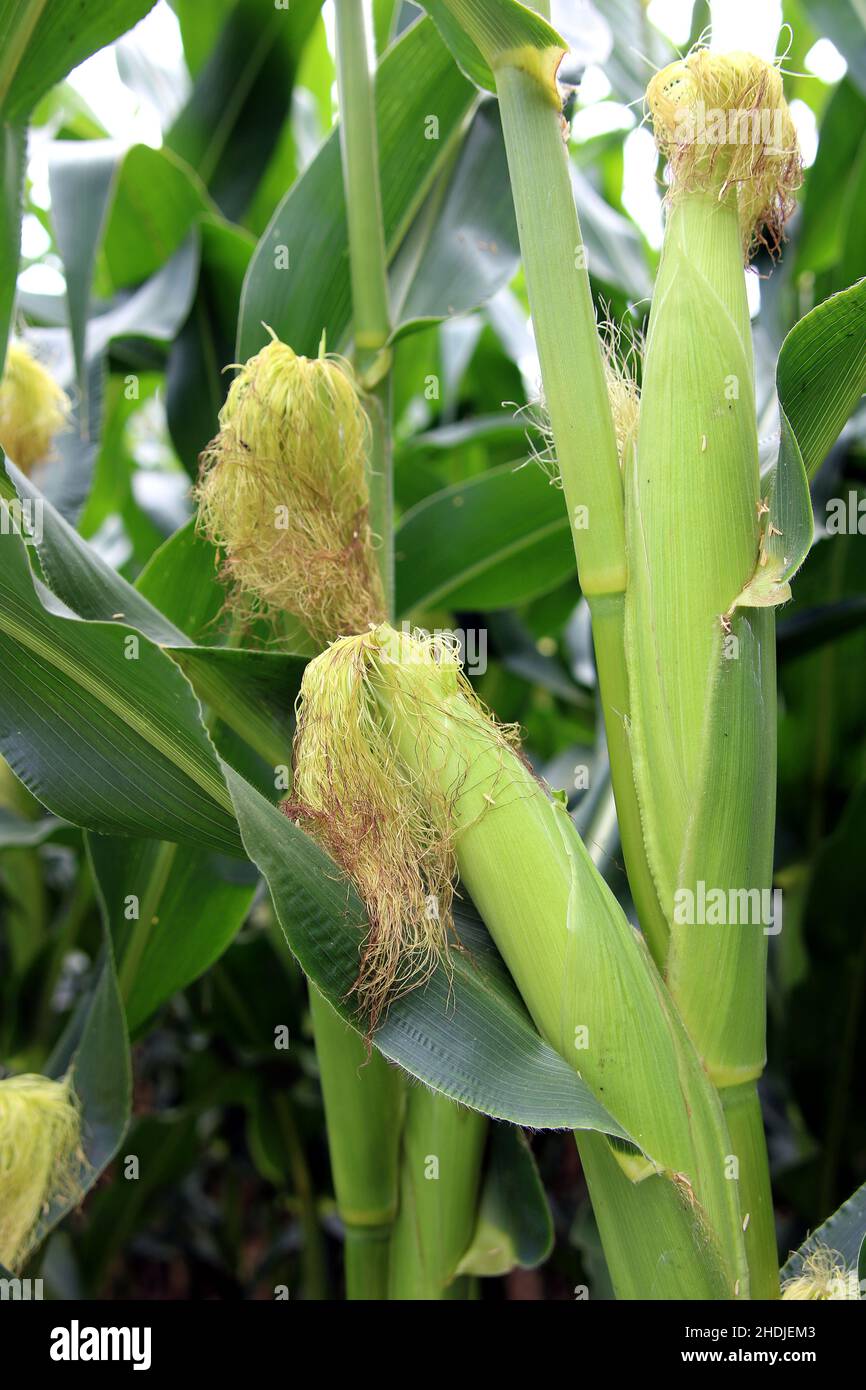 maize plant, corn plants Stock Photo - Alamy