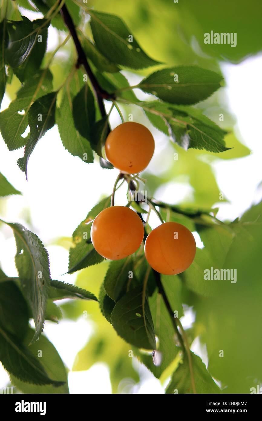 Common plum tree hi-res stock photography and images - Alamy