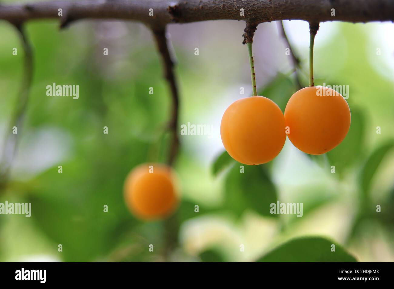Common Plum, Prunus domestica Stock Photo - Alamy