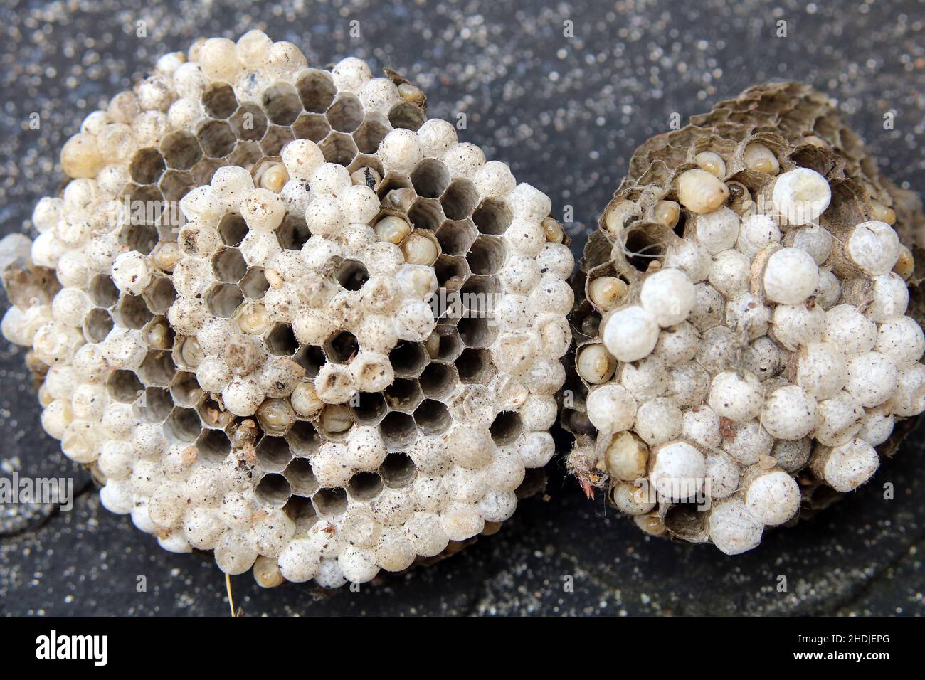 wasps nest, wasps nests Stock Photo - Alamy