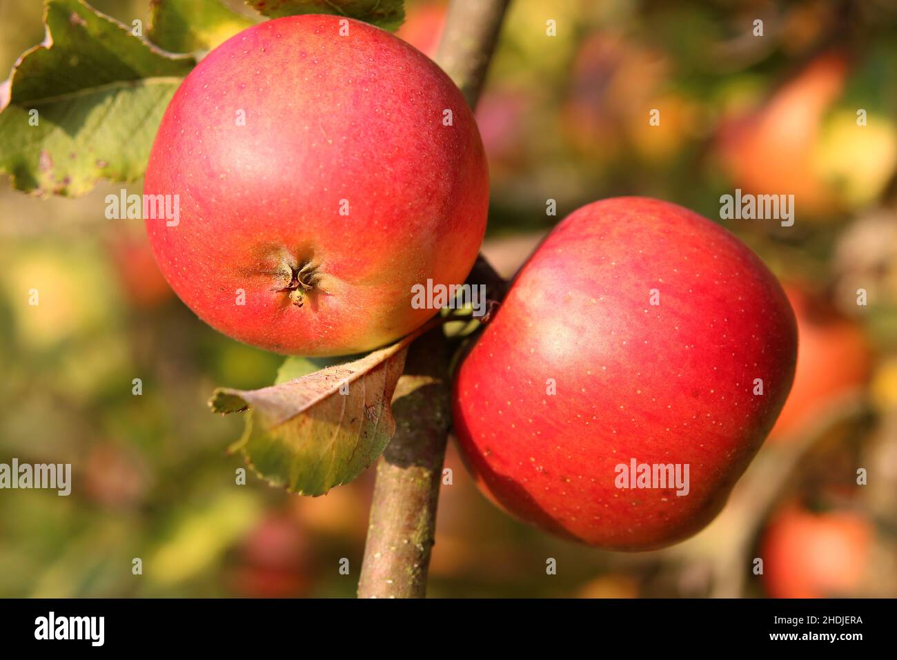 apple, fruit tree, apples, fruit trees Stock Photo - Alamy