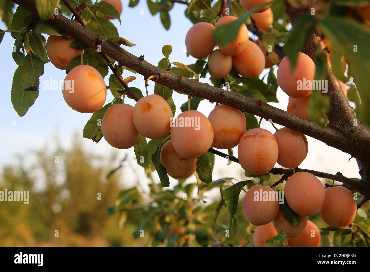 mirabelle tree, mirabelle, mirabelle trees, mirabelles Stock Photo - Alamy