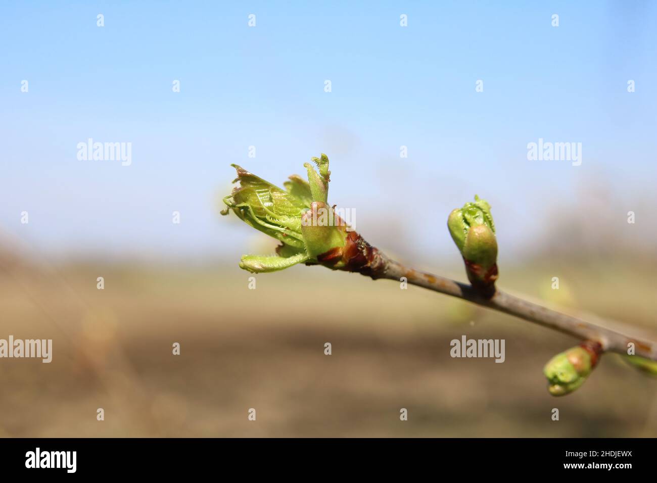 bud, sprout, buds, sprouts Stock Photo - Alamy