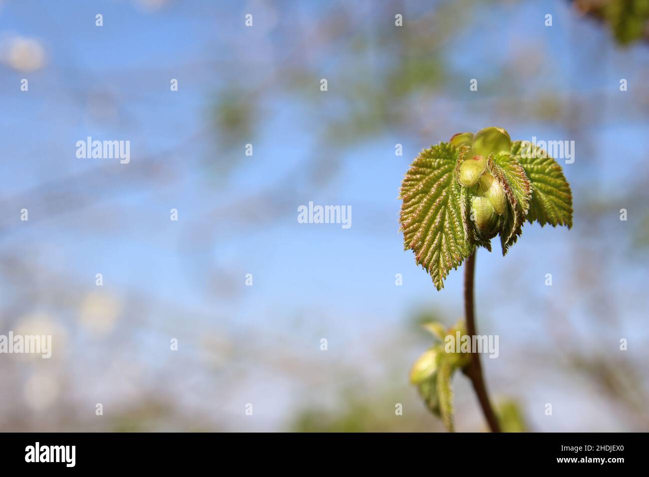 spring, sprout, sprouts Stock Photo - Alamy
