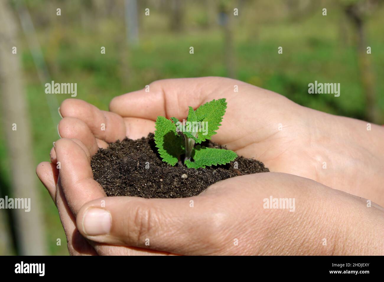 plant, growth, protection, plants, growths, rise, protections Stock ...