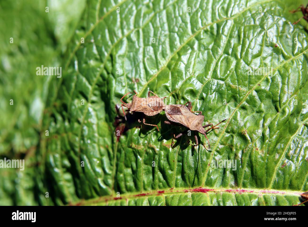 Bedbugs mating hi-res stock photography and images - Alamy