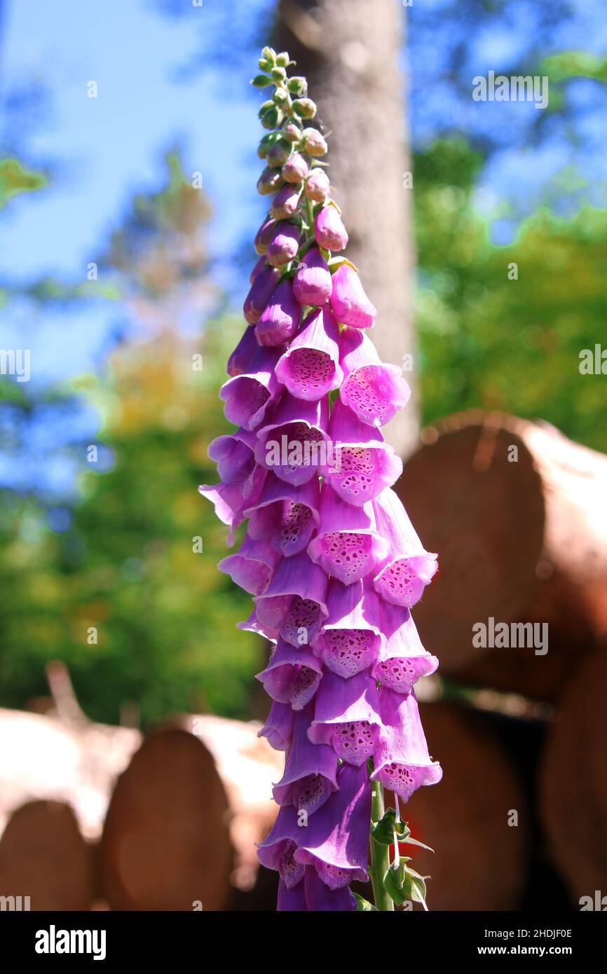 Foxglove family hi-res stock photography and images - Alamy