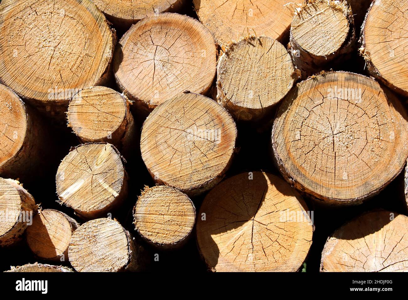 Cut surfaces tree trunks hi-res stock photography and images - Alamy
