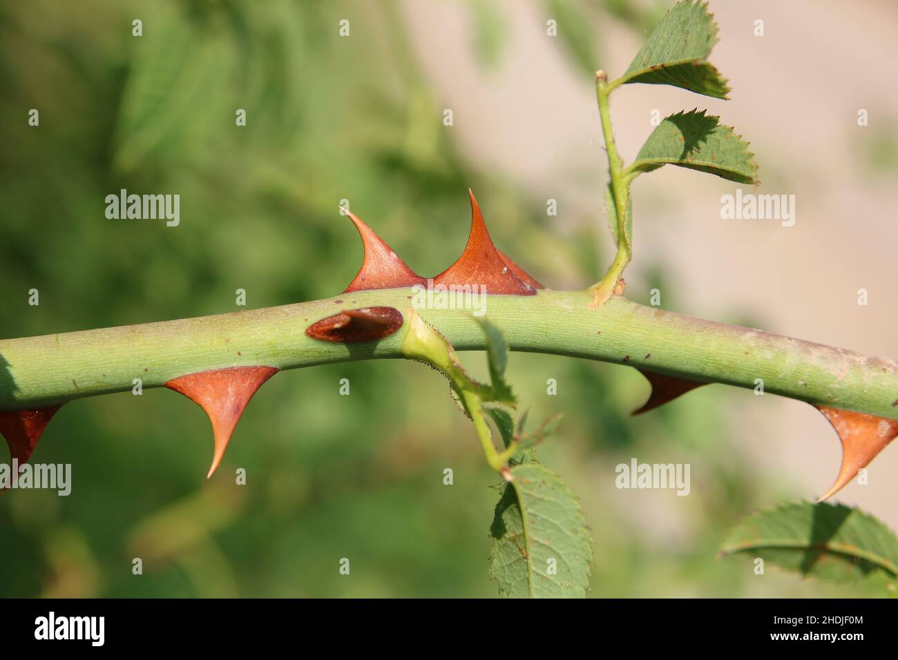 Rose sting hi-res stock photography and images - Alamy