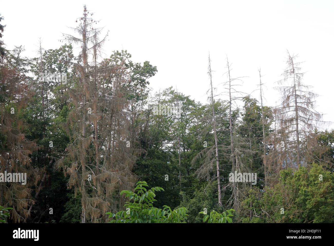 Dead Forest Trees Deadwood Deforestation High Resolution Stock ...