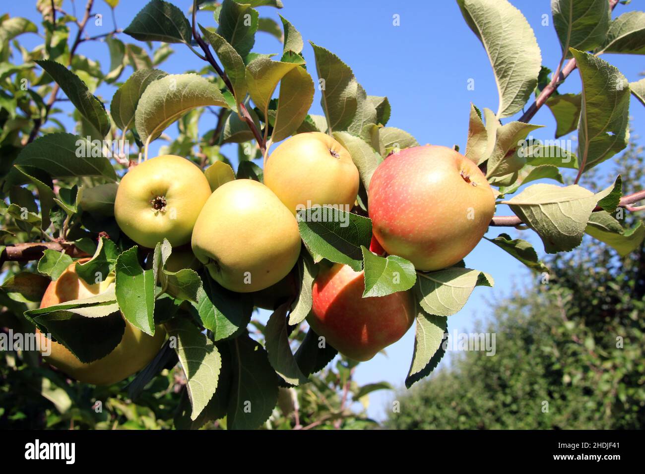 apple, apple tree, apples, apple trees Stock Photo - Alamy