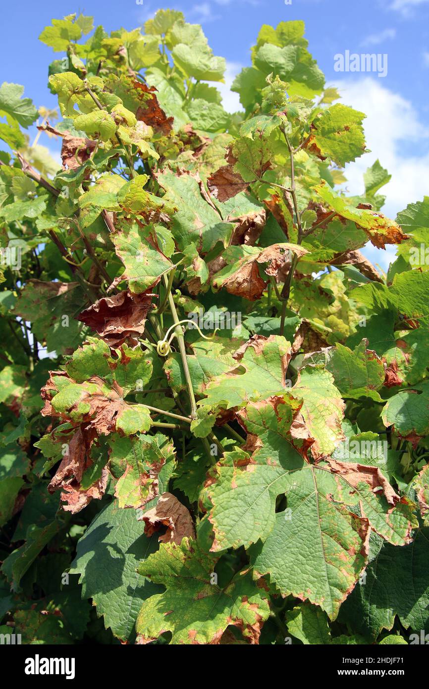 vine leaves, diseased plant, diseased plants, plant pathology Stock ...