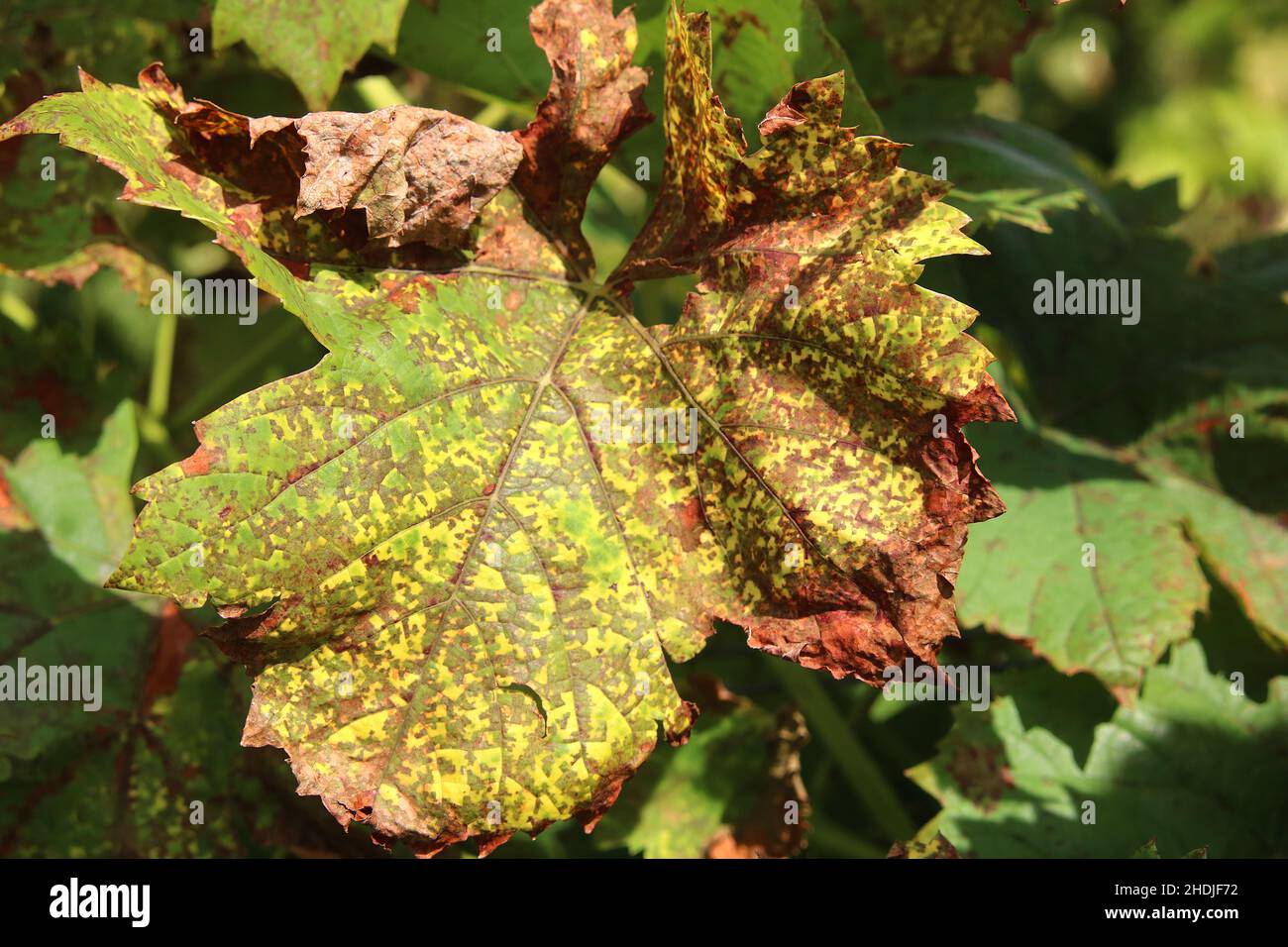 dried plant, vine leaves, diseased plant, dried plants, diseased plants ...