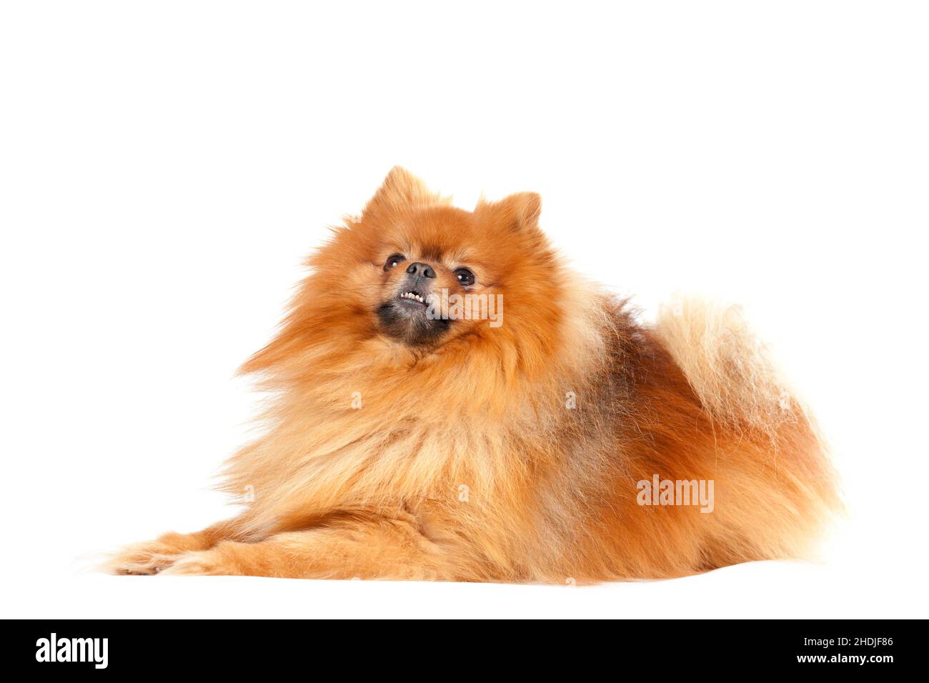 purebred dog, ggrman spitz, purebred dogs Stock Photo - Alamy