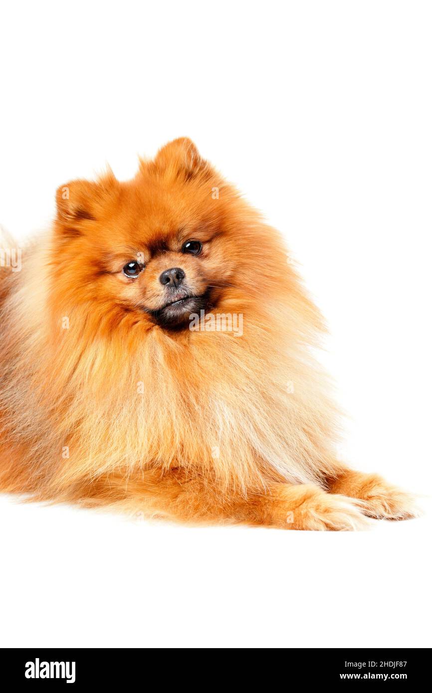 purebred dog, ggrman spitz, purebred dogs Stock Photo - Alamy