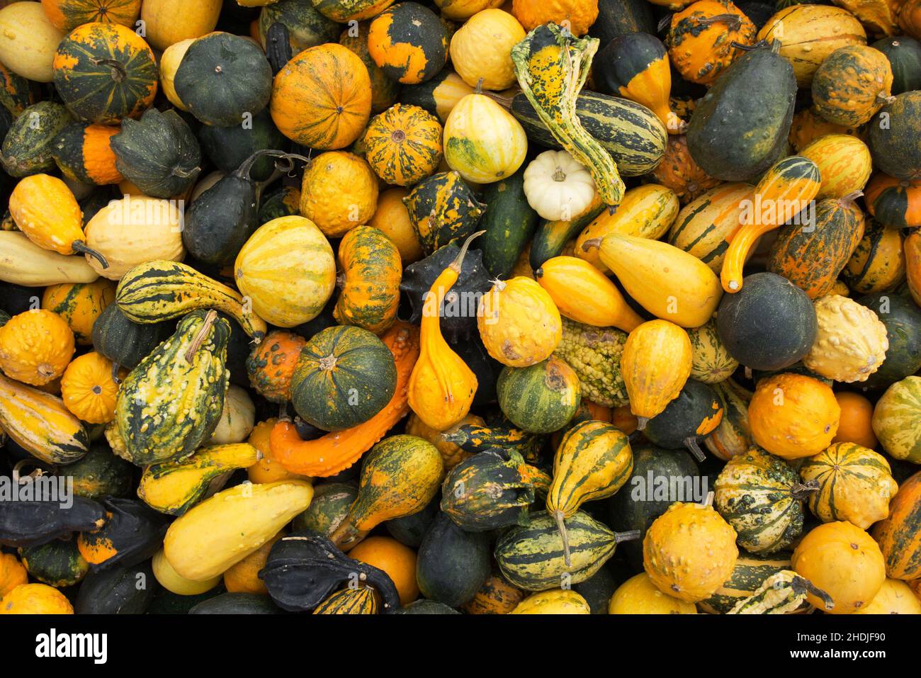 squash, vegetables, squashs, vegetable Stock Photo - Alamy