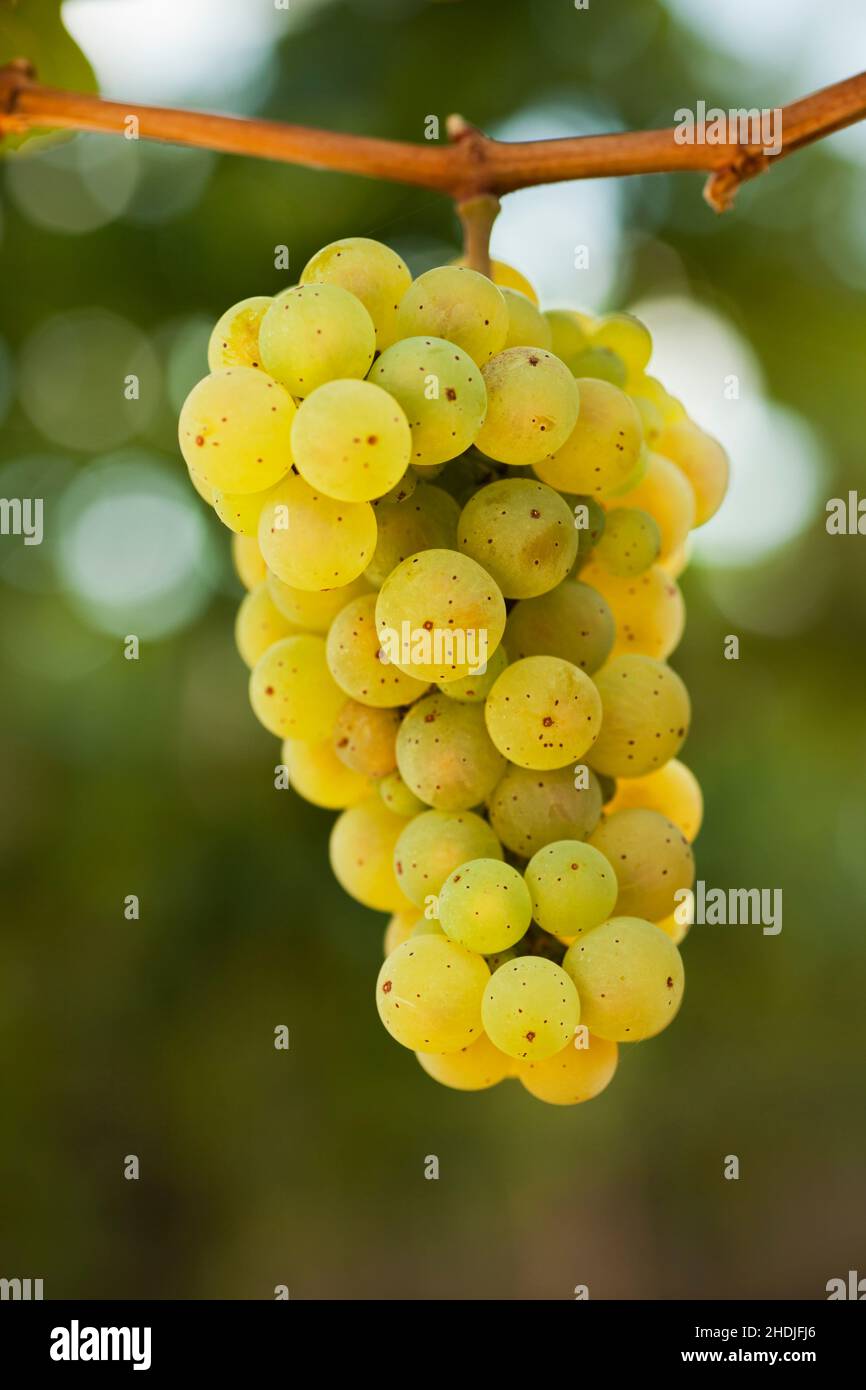 grape, white grape, grapes, white grapes Stock Photo - Alamy