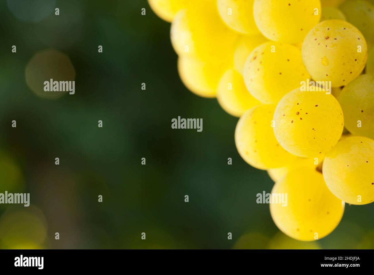grape, white grape, grapes, white grapes Stock Photo - Alamy